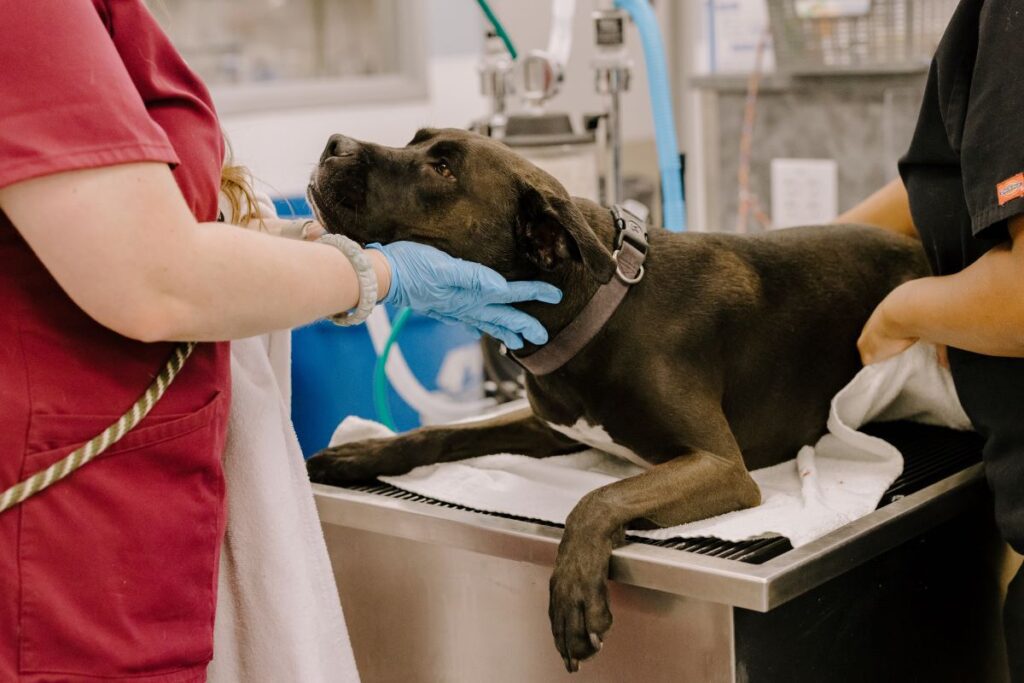 Sacramento SPCA Supports Animals and Their People - Sacramento Region ...