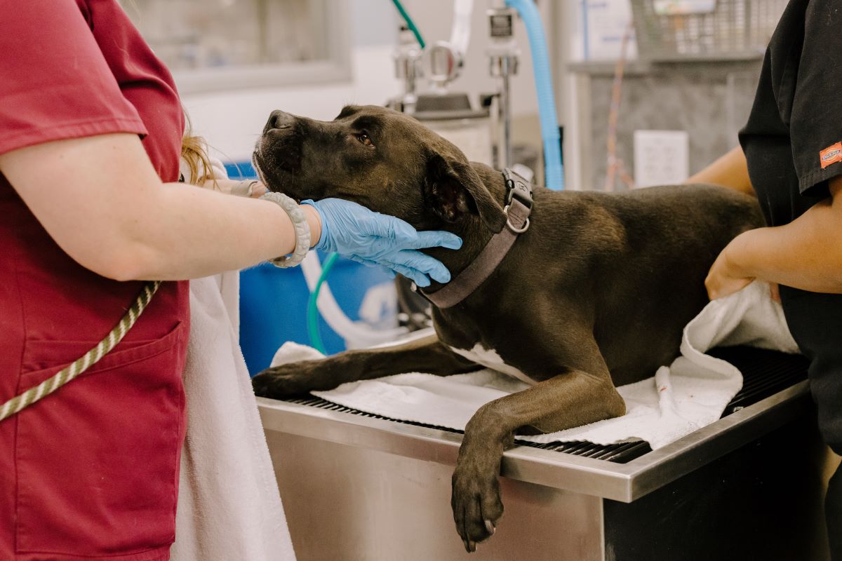 Sacramento SPCA Supports Animals and Their People - Sacramento Region ...